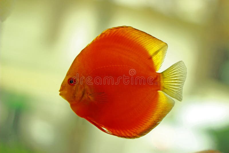 Poissons De Disque Dans L'aquarium D'eau Douce Photo stock - Image of ...