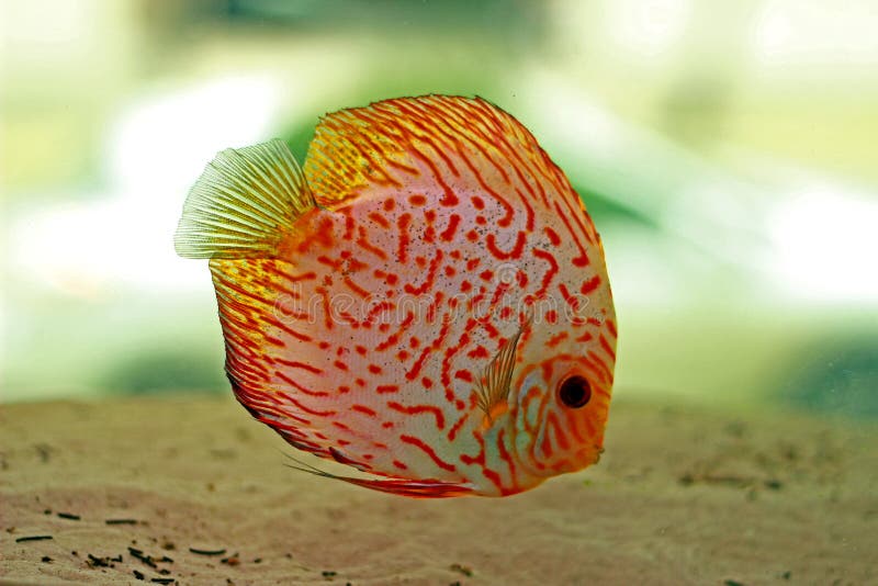 Poissons De Disque Dans L'aquarium D'eau Douce Photo stock - Image du ...