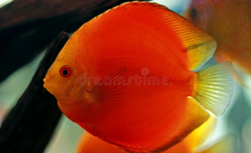 Poissons De Disque Dans L'aquarium D'eau Douce Image stock - Image du ...
