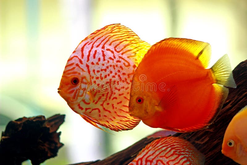 Poissons De Disque Dans L'aquarium D'eau Douce Photo stock - Image du ...