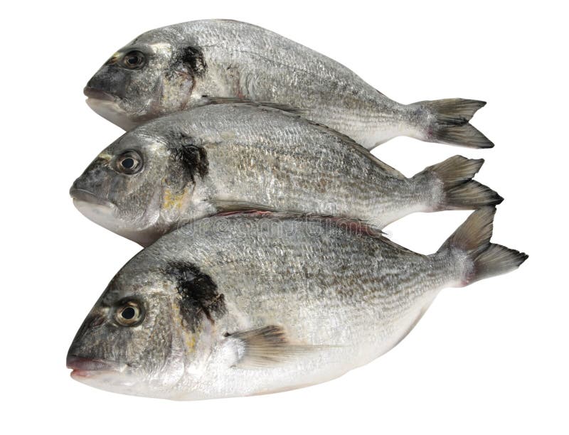 Dorade, poisson photo stock. Image du nutrition, poissons - 1468692