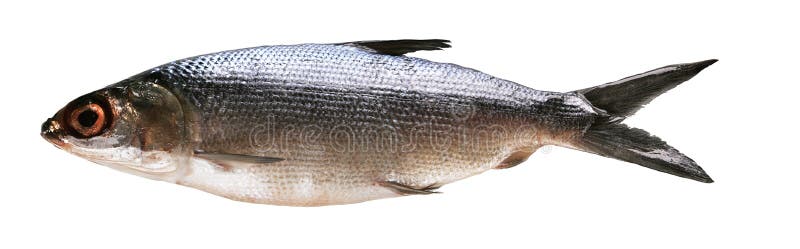 Poissons De Fleuve Photos Stock - Téléchargez 77,614 Photos libres de ...