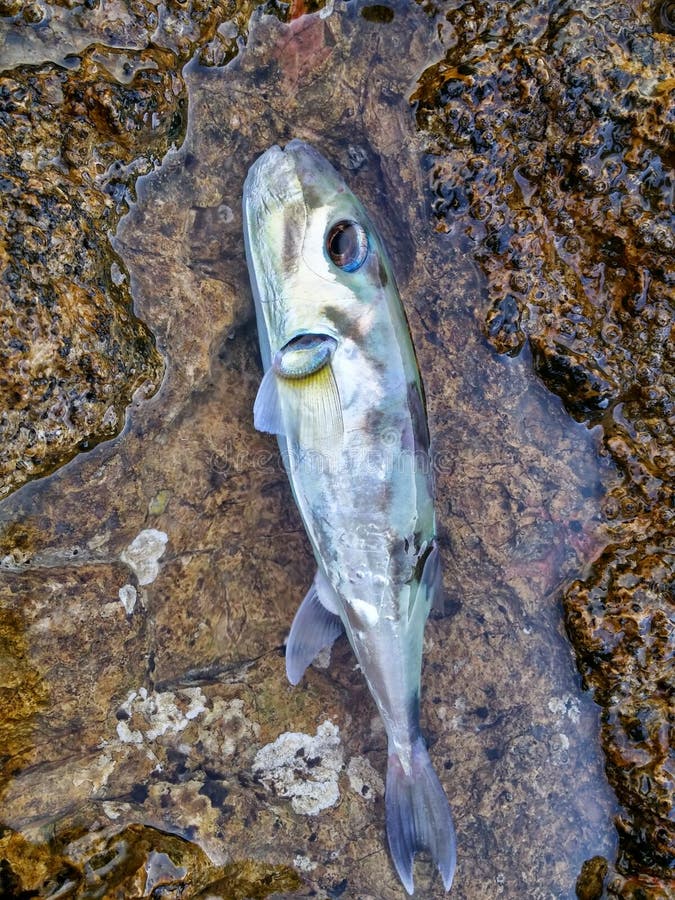 466 Photos de Poissons De Fugu - Photos de stock gratuites et libres de ...