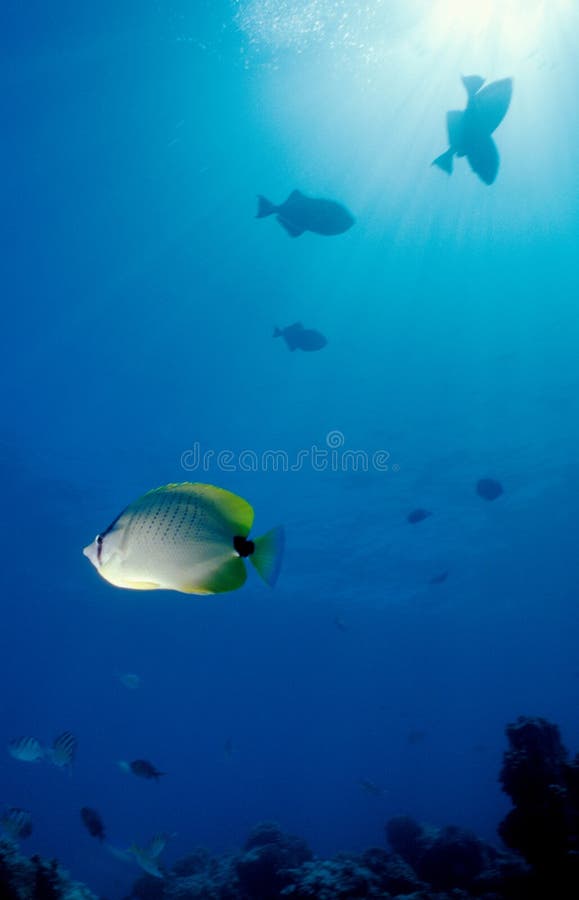 Poissons De Papillon De Milletseed Image. Image: 8485868