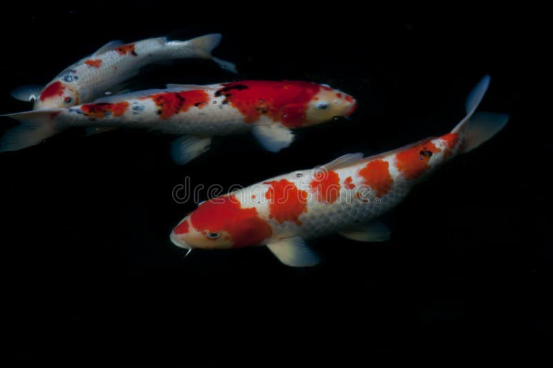 Carpe Rouge Et Blanche De Koi Photo stock - Image du rouge, bassin ...