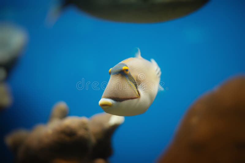 Poissons de la Mer Rouge photo stock. Image du scaphandre - 24255536