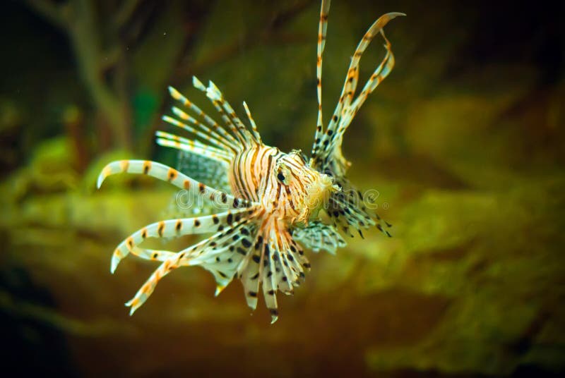 Poissons De Lion Dans L'aquarium Image stock - Image du dragon ...