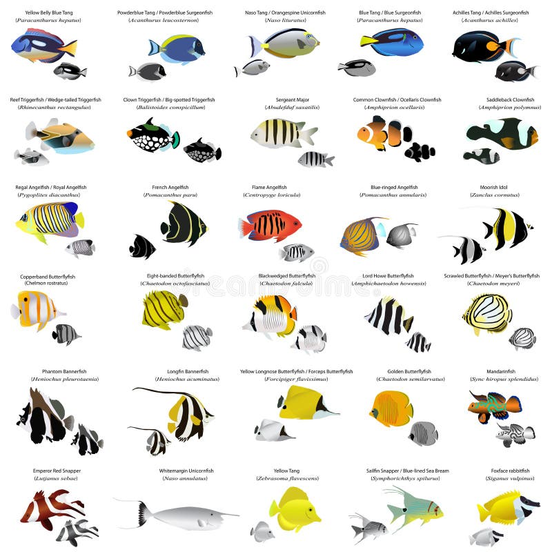 Poissons de mer illustration de vecteur. Illustration du natation ...