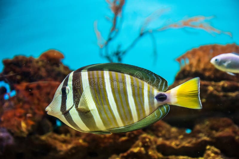 Poissons De Mer Exotiques Dans Un Aquarium Photo stock - Image du beau ...