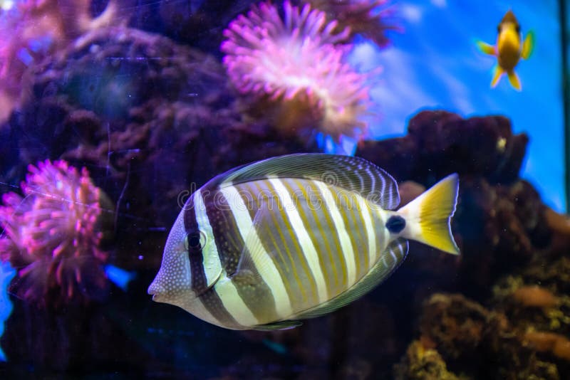 Poissons De Mer Exotiques Dans Un Aquarium Photo stock - Image du ...