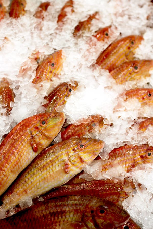 Haematocheilus De Liza, Mulet De Redlip, Photo stock - Image du ...