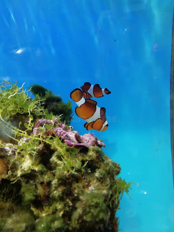Poissons de Nemo photo stock. Image du nature, aquarium - 116607512
