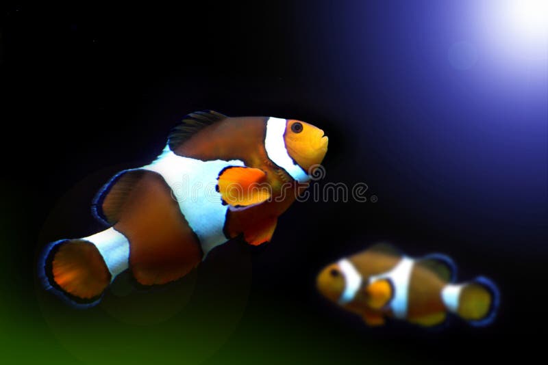 Poissons de Nemo image stock. Image du animal, durée - 15636527