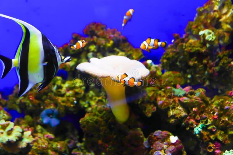 Poissons De Nemo Dans L'aquarium Image stock - Image du mignon, roche ...