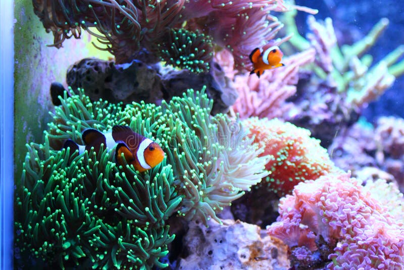 Nemo De Clownfish Sur Le Corail Vert Image stock - Image du natation ...