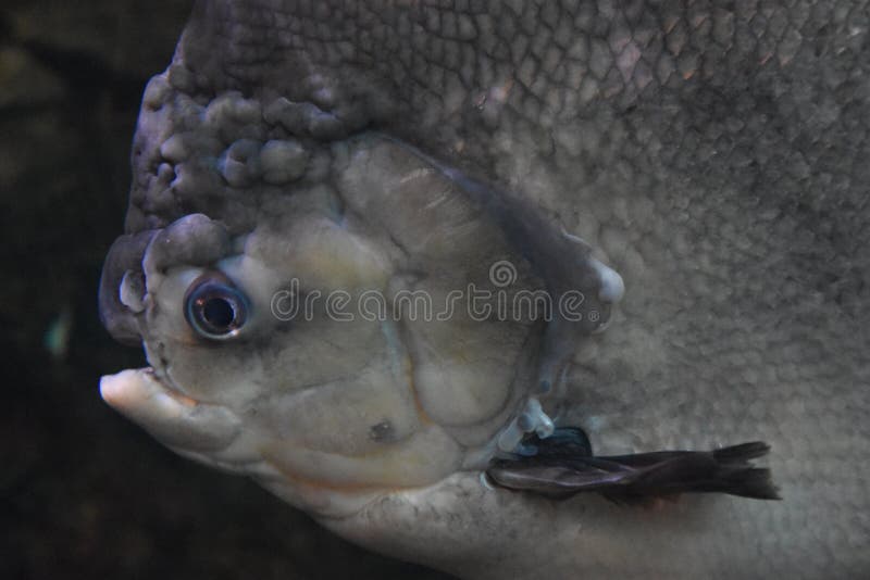 Poissons de Pacu photo stock. Image du pointu, espèces - 53747572