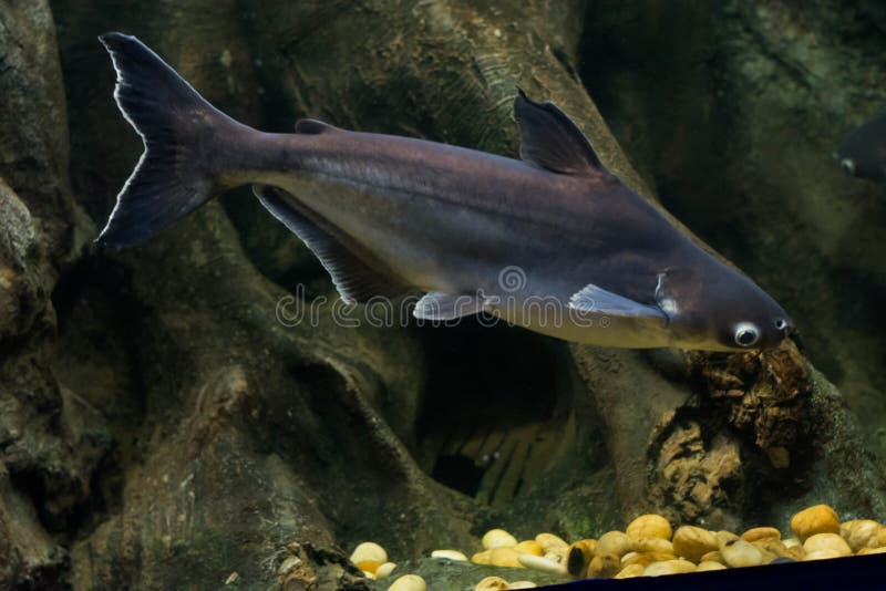 Poissons De Pangasius De Mangeur D'escargot Image stock - Image du asie ...