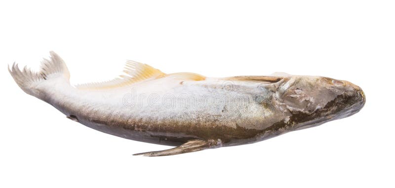Poissons De Pangasius Sutchi IV Photo stock - Image du faune, échelle ...