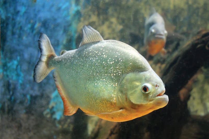 Poissons de piranha photo stock. Image du marin, centrale - 119463704