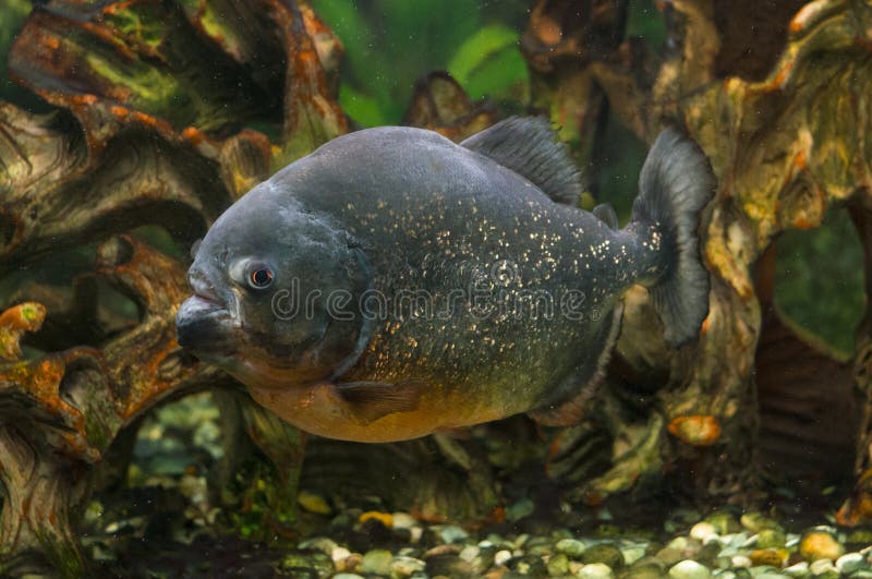 Piranha Poisson Sous L'eau Gros Plan Portrait Image stock - Image du ...