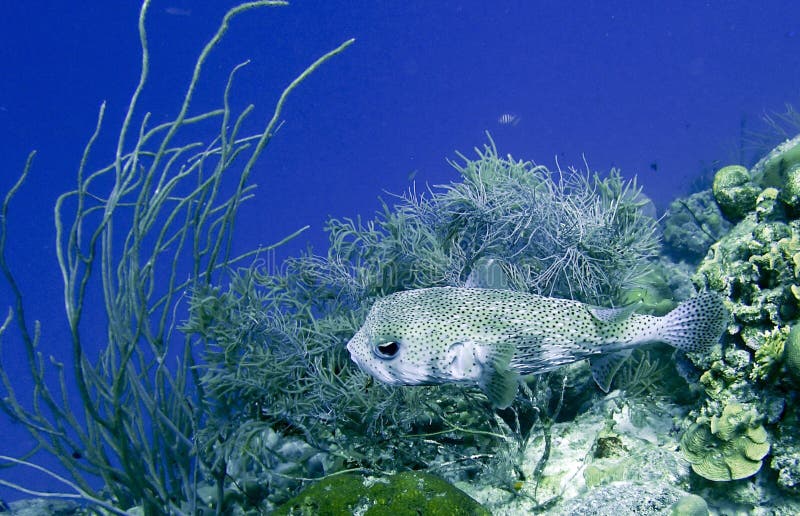 Poissons de porc-épic image stock. Image du corail, scaphandre - 30377313