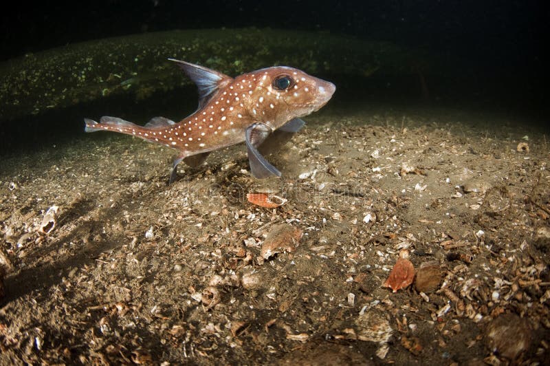 Poissons de rat photo stock. Image du faune, sable, pacifique - 19279906