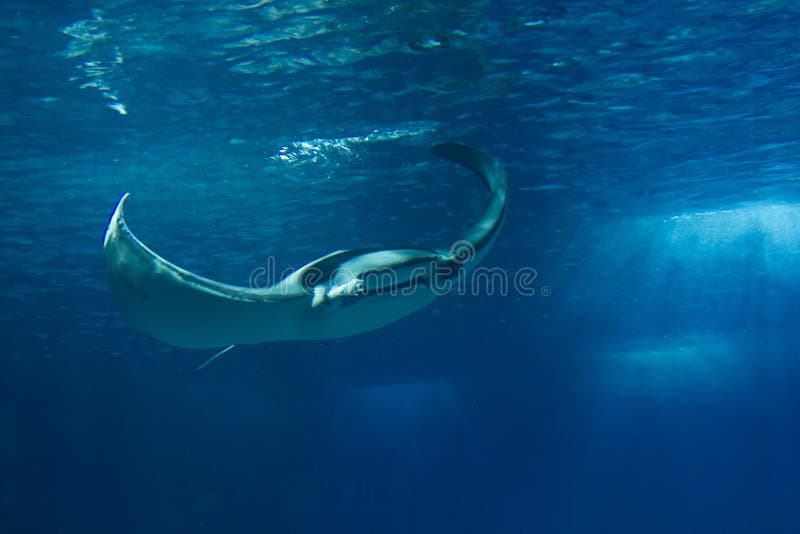 Poissons De Ray De Manta Flottant Sous L'eau Photo stock - Image du ...