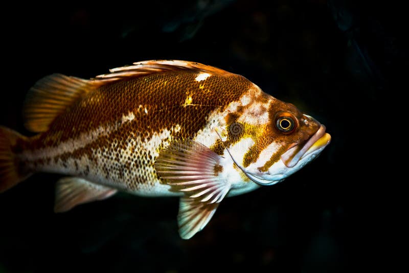 Poissons de roche photo stock. Image du photo, roche - 13742676
