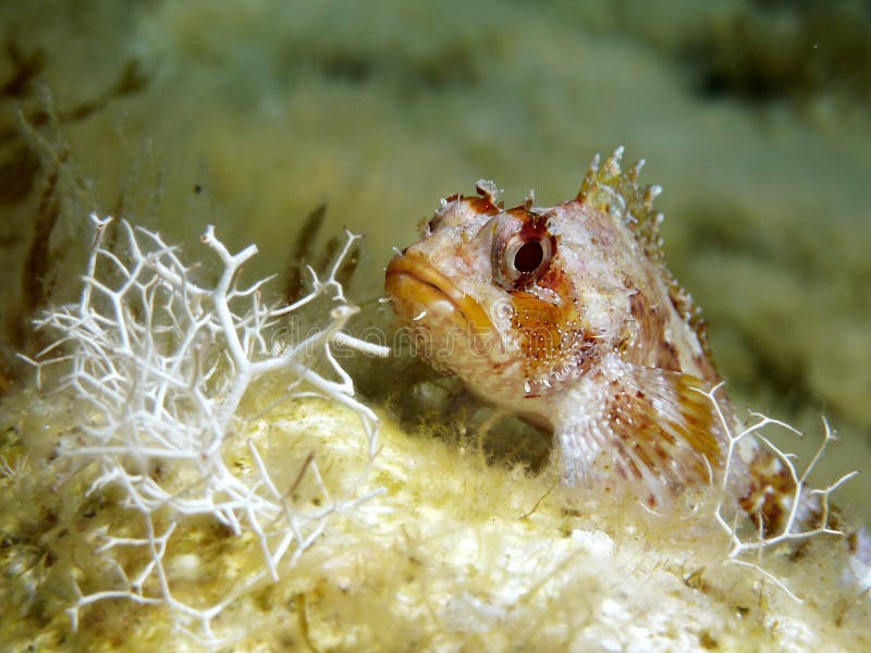 Poisson De Mer Rouge De Roche Photo stock - Image du faune, seigneur ...