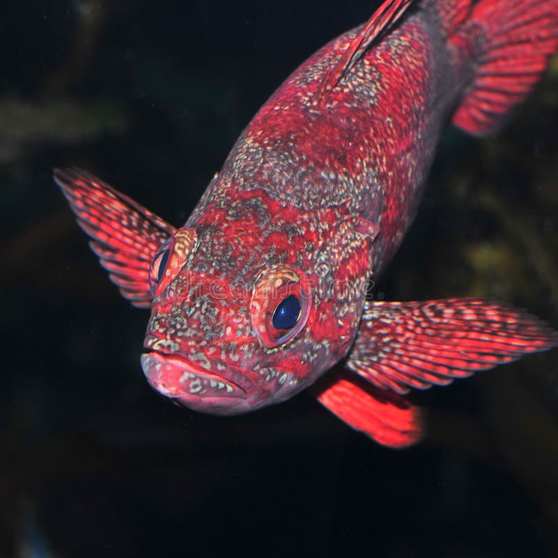 Poisson De Mer Rouge De Roche Photo stock - Image of seigneur ...