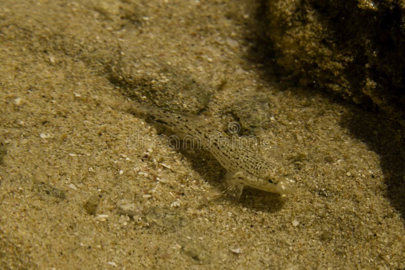 Poissons de sable image stock. Image du louche, orange - 24805511