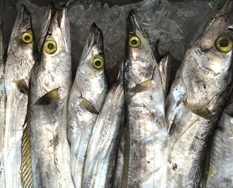 Poissons De Sabre D'abordage Photo stock - Image du frais, coquillages ...