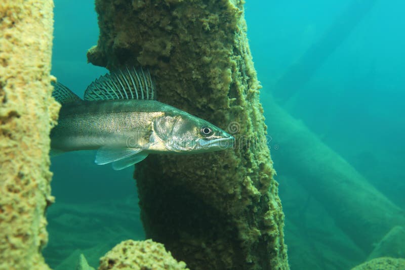 Poissons de sandre photo stock. Image du nourriture - 113490668