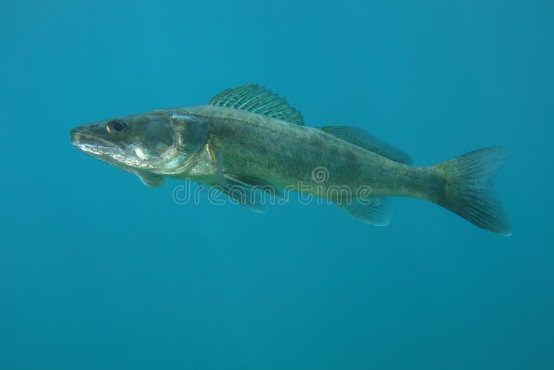 Poissons de sandre image stock. Image du autriche, ground - 113490725
