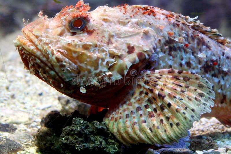 Poissons de scorpion 5 photo stock. Image du ouïes, broches - 1359668