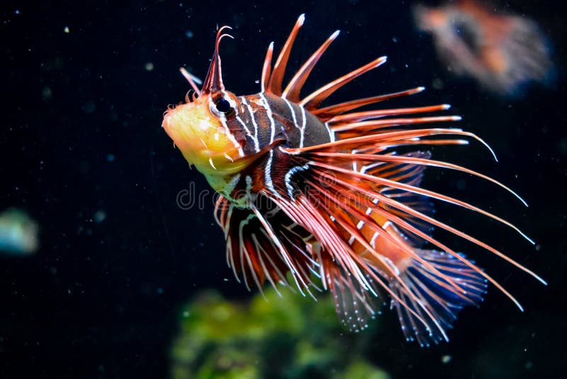 Poissons De Scorpion Dans L'aquarium Photo stock - Image du scorpion ...