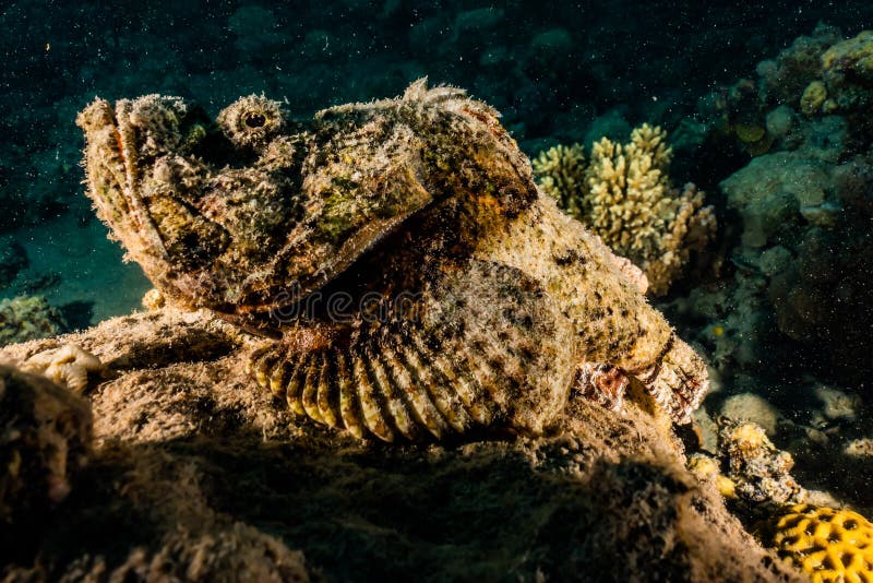 Poissons De Scorpion En Mer Rouge Photo stock - Image du marin, azur ...