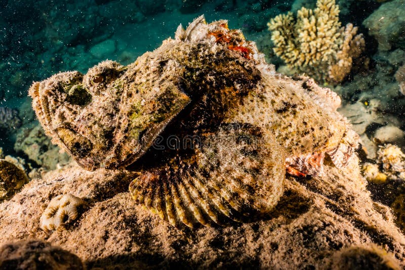 Poissons De Scorpion En Mer Rouge Photo stock - Image du océan, récif ...