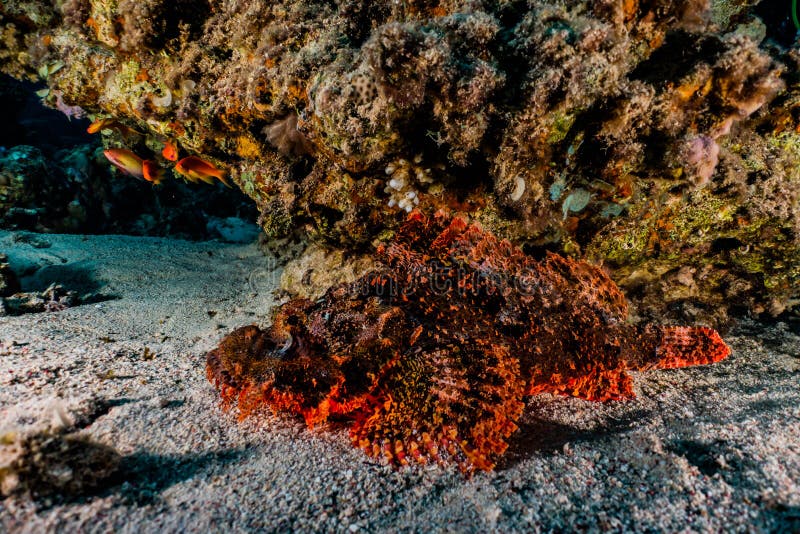 Poissons De Scorpion En Mer Rouge Photo stock - Image du scorpion ...