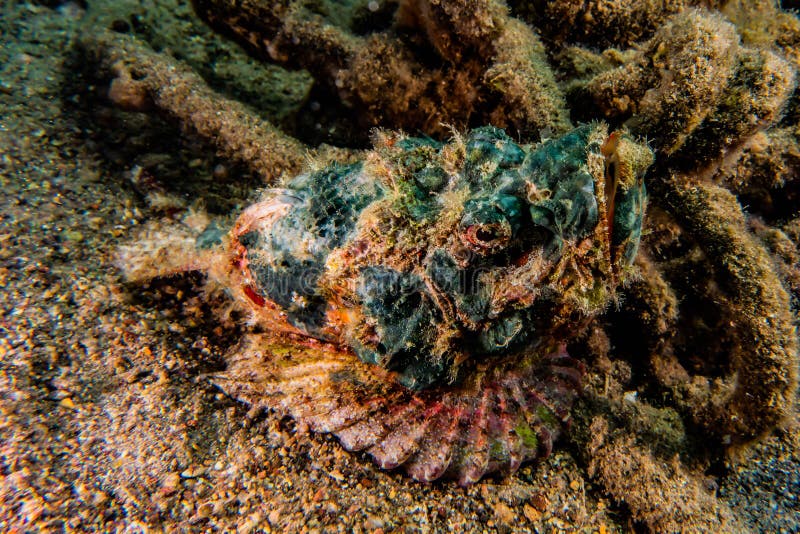 Poissons De Scorpion En Mer Rouge Image stock - Image du nature ...