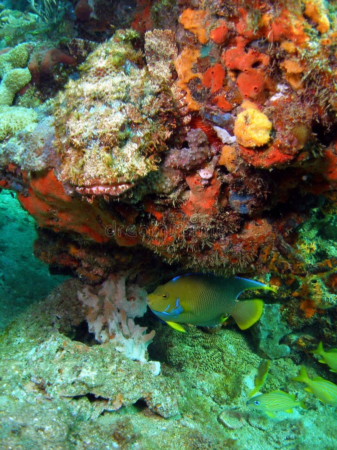 Poissons De Scorpion Et Un Poisson D'ange Image stock - Image du ...