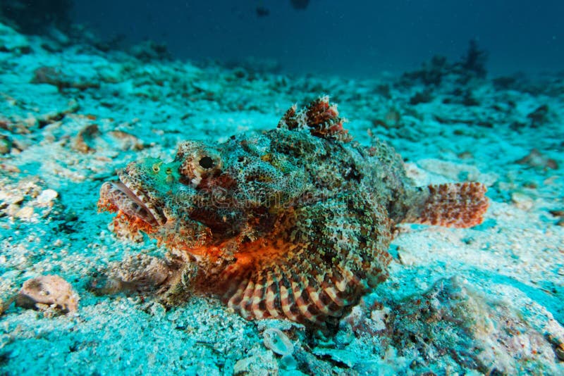 Poissons De Scorpion - Mer D'Andaman Photo stock - Image du seawater ...