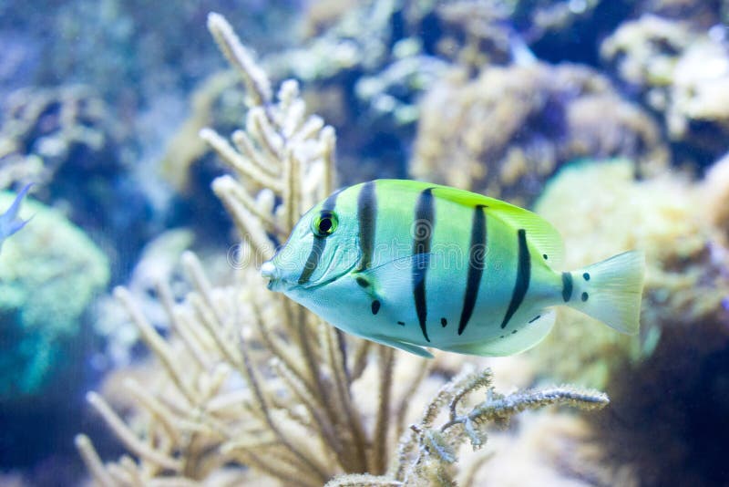 Poissons Jaunes De Demoiselle De Queue Image stock - Image du poissons ...