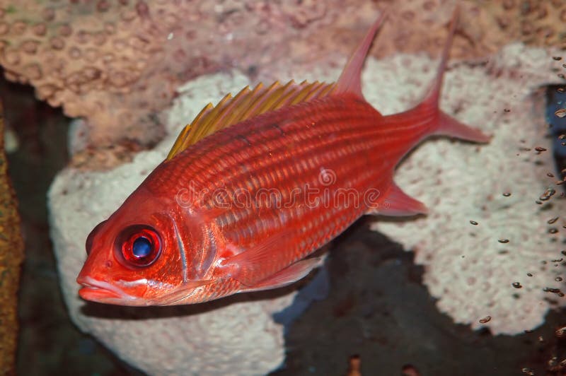 Aquarium Cardinal De Poissons Photo stock - Image du rouge, néon: 2251378
