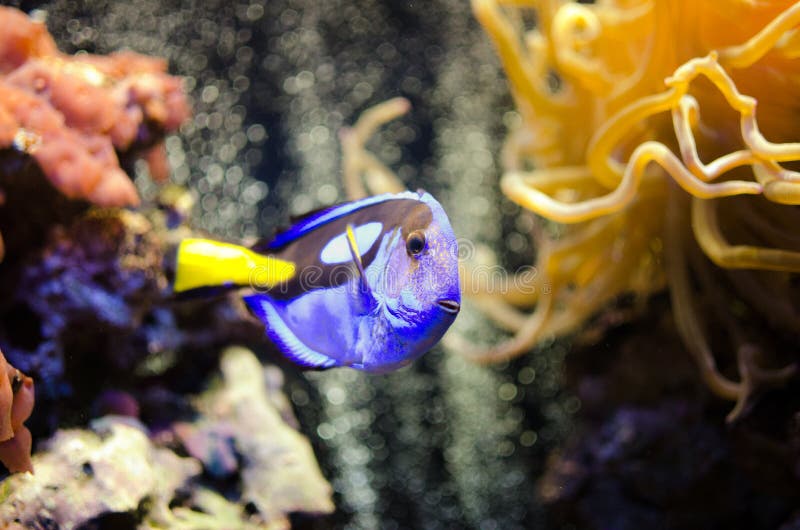 Poissons de sourire photo stock. Image du poissons, natation - 53947832