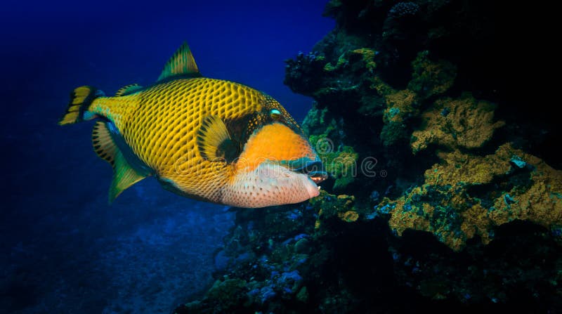 Photos de Baliste - Photos de stock gratuites et libres de droits de ...