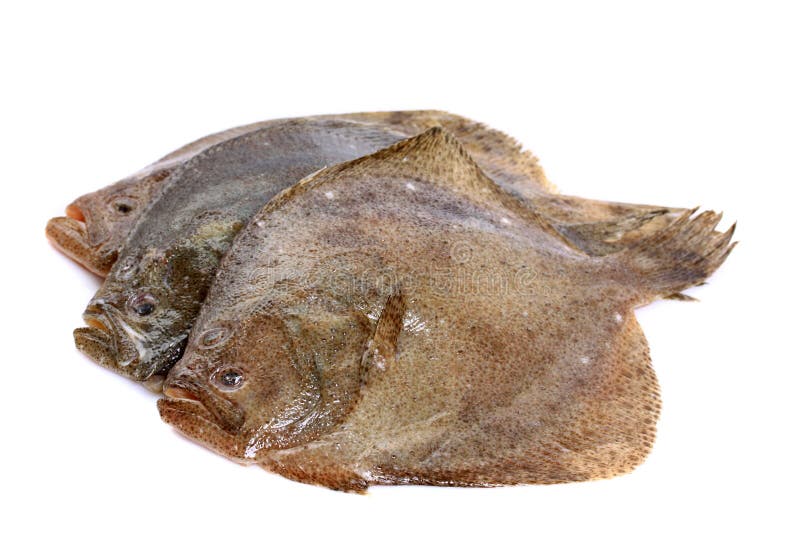 Poissons De Turbot De Maximum De Psetta Image stock - Image du gens ...