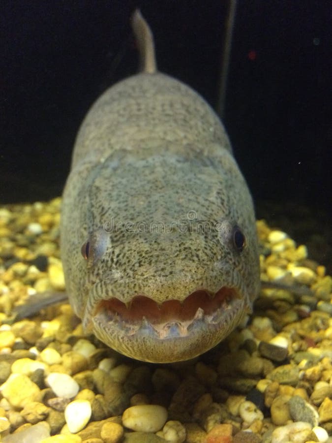 Poissons Dentés D'anguille De Moray Photo stock - Image du poissons ...