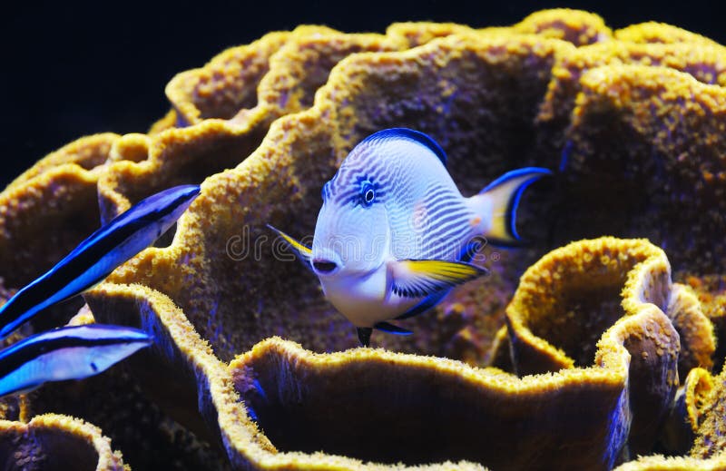 Poissons Et Corail De La Mer Rouge Photo stock - Image du récif, corail ...