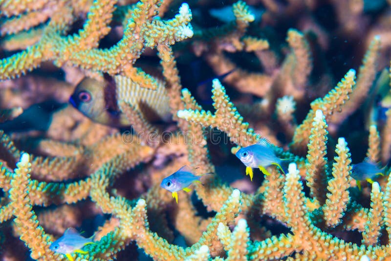 Poissons Et Corail Tropicaux Photo stock - Image du turquoise, soleil ...